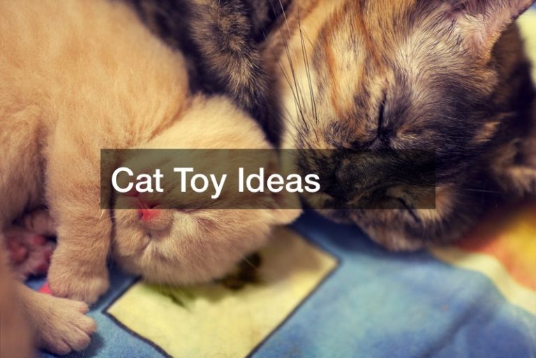 Cat Toy Ideas For Your Pets Funny Pet Videos cat-toy-ideas-for-your-pets-funny-pet-videos